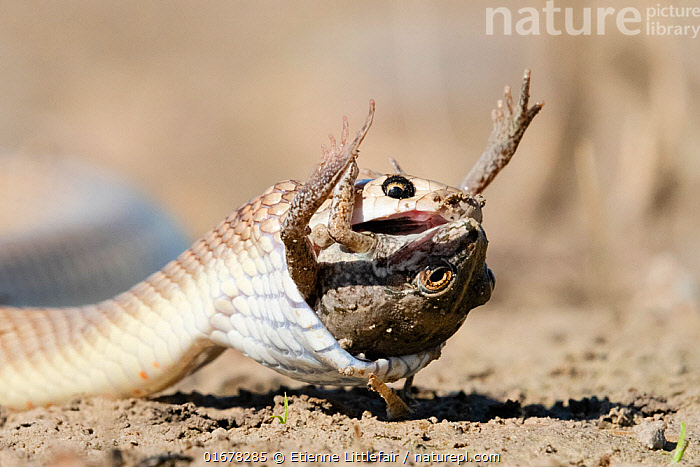 Stock photo of Speckled brown snake (Pseudechis guttata) feeding on a ...