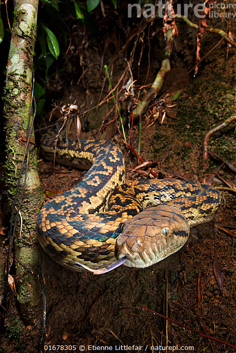 Stock photo of Australian scrub python (Simalia kinghorni), a large ...