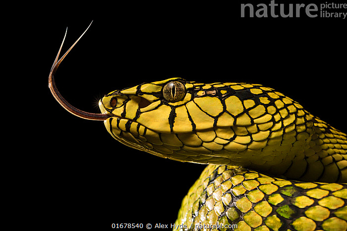 Stock photo of Sumatran pitviper (Trimeresurus sumatranus), smelling ...