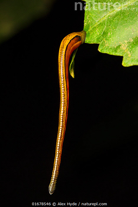 Stock photo of Tiger Leech (Haemadipsa picta) dangling from leaf tip ...