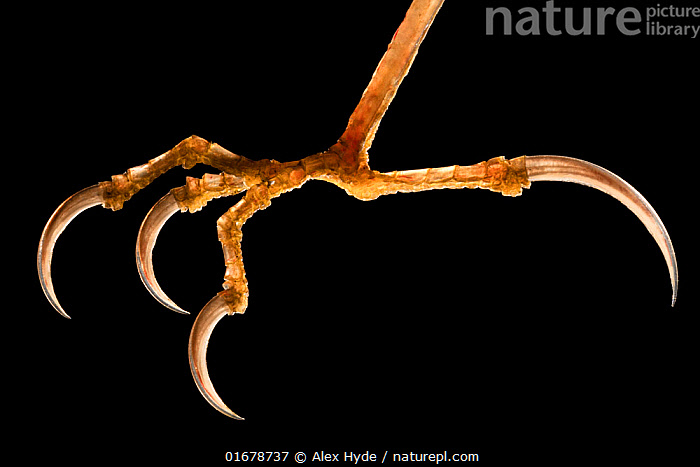 Stock photo of Treecreeper (Certhia familiaris) foot showing long ...