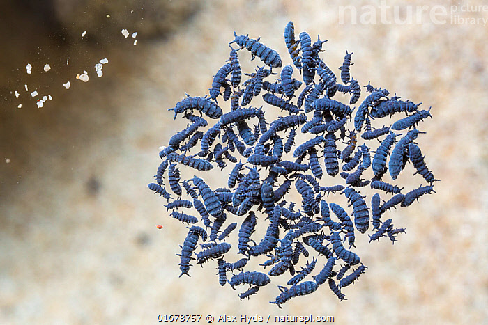 Stock photo of Marine springtails (Anurida maritima) floating on ...
