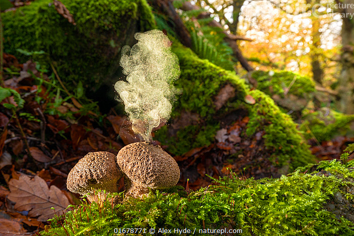 Puffball Mushroom Releasing Spores
