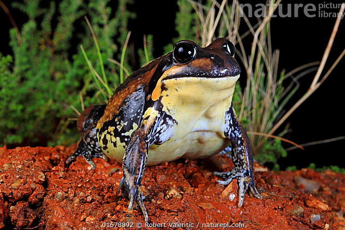 Stock photo of Giant banjo frog (Limnodynastes interioris) female, from ...