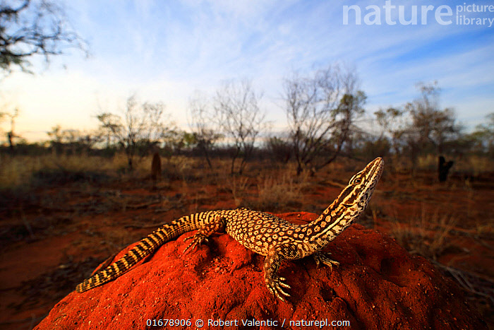 Stock photo of Spiny-tailed monitor (Varanus acanthurus) perched on a ...
