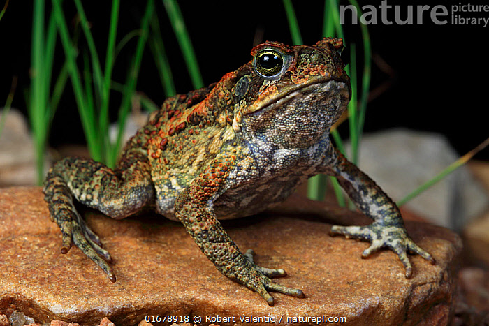 Stock photo of Cane toad (Bufo marinus) invasive species introduced to ...