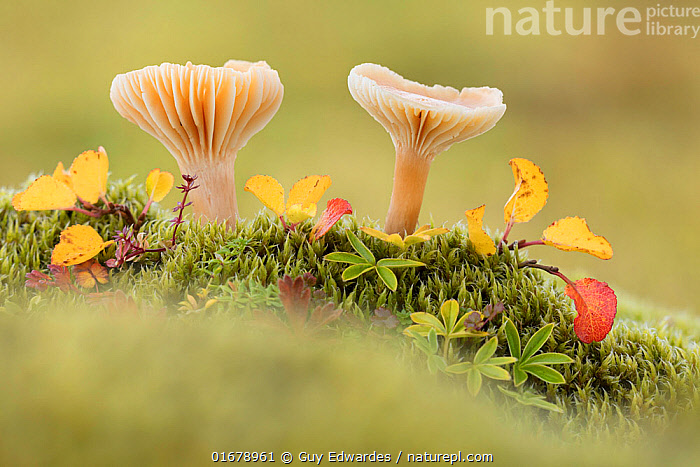 Stock photo of Snowy waxcap (Cuphophyllus virgineus) growing amongst ...