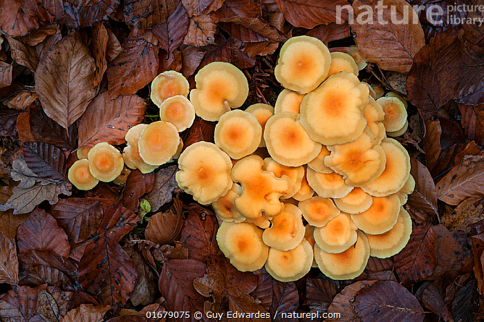 Stock photo of Brick tuft fungus (Hypholoma lateritium), New Forest ...