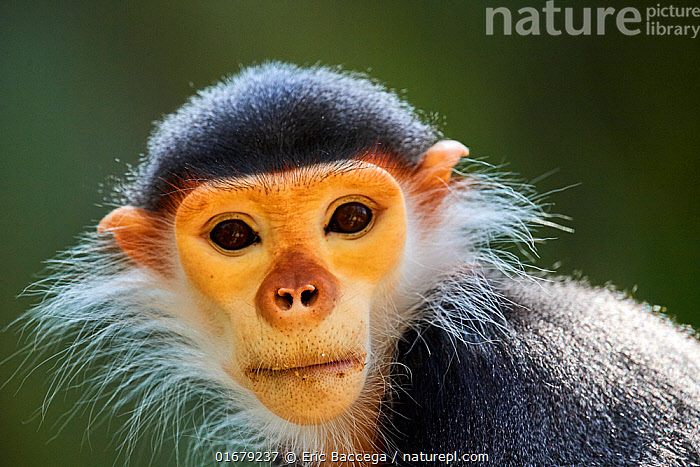 Stock photo of Douc langur monkey (Pygathrix nemaeus) male portrait ...