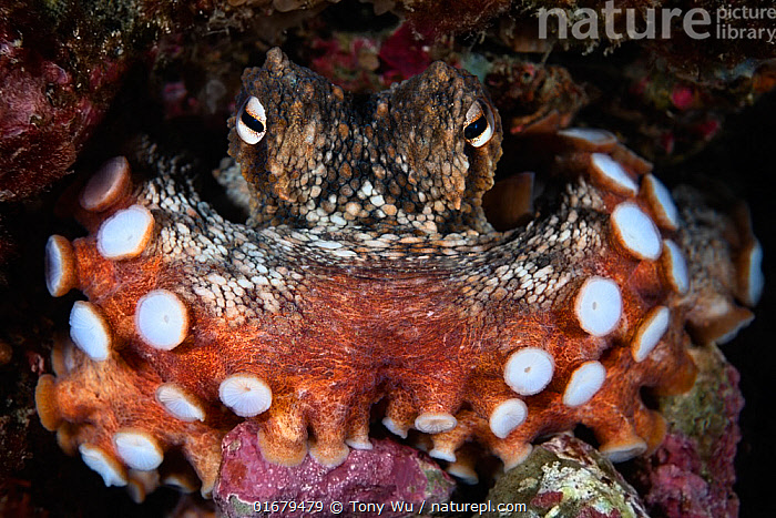 Stock photo of East Asian common octopus (Octopus sinensis), portrait ...