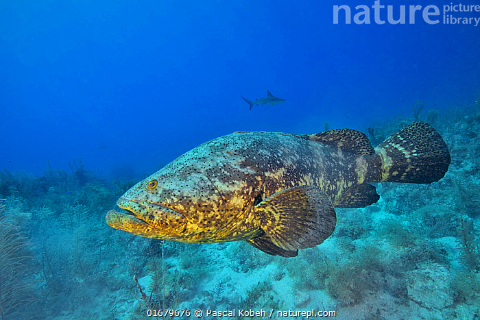 Atlantic Goliath Grouper Goliath Grouper – Discover Fishes