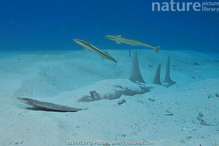 Stock photo of A Giant guitarfish / Whitespotted wedgefish ...