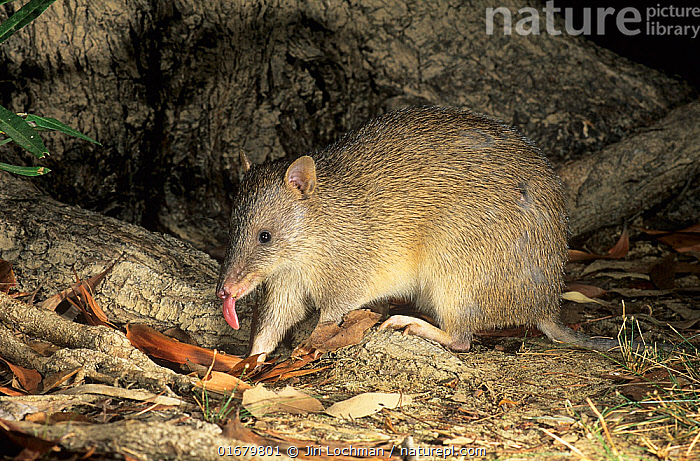Stock photo of Northern brown bandicoot (Isoodon macrourus), Douglas ...