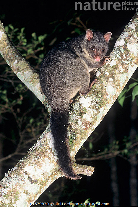 Stock photo of Short-eared brushtail possum (Trichosurus caninus ...