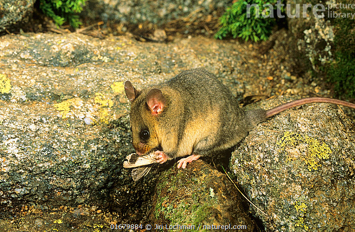 Stock photo of Mountain pygmy-possum (Burramys parvus) consuming its ...