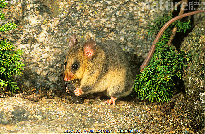 Stock photo of Mountain pygmy-possum (Burramys parvus) consuming its ...