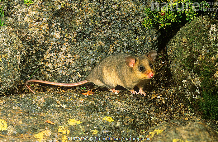 Stock photo of Mountain pygmy-possum (Burramys parvus), Kosciuszko ...