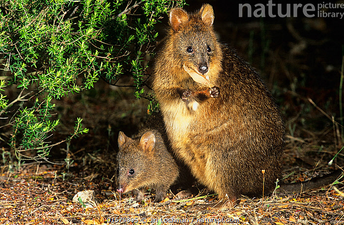 Stock photo of Quokka (Setonix brachyurus) female and young, on the ...