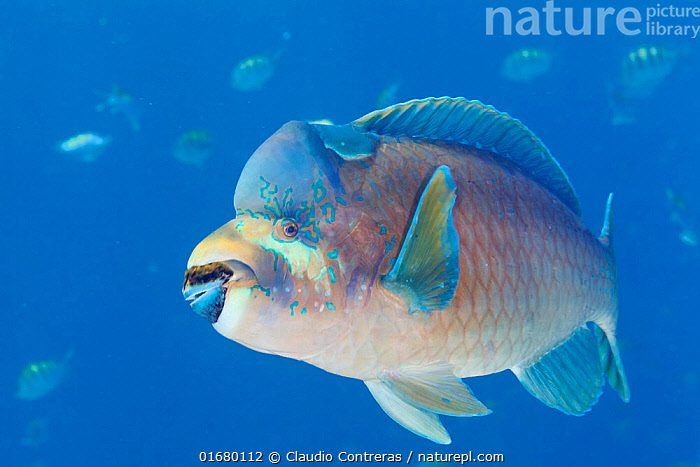 Bumphead Parrotfish