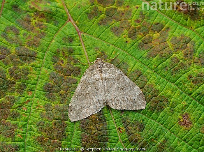 Stock photo of November moth (Epirrita dilutata) Sussex, England, UK ...