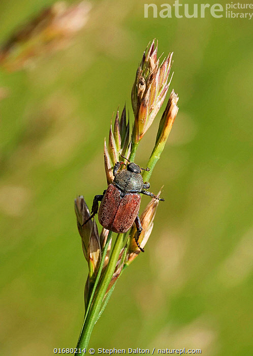 Stock photo of Welsh chafer beetle (Hoplia philanthus) Sussex, England ...