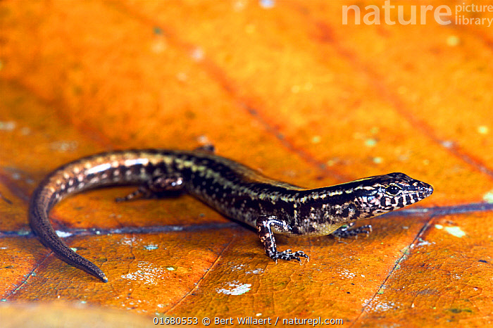 Stock photo of Moth skink (Lipinia noctua), Willaumez Peninsula, New ...