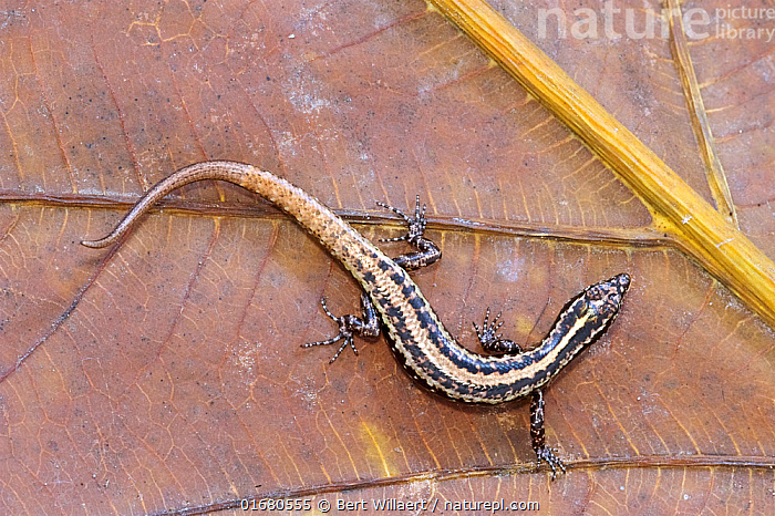 Stock photo of Dorsal view of a Moth Skink (Lipinia noctua) on dead ...