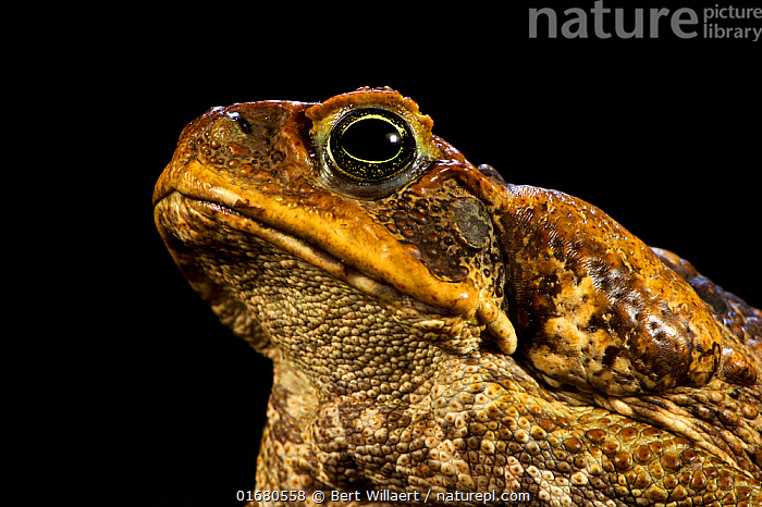 Stock photo of Portrait of a Cane Toad (Rhinella / Bufo marinus ...
