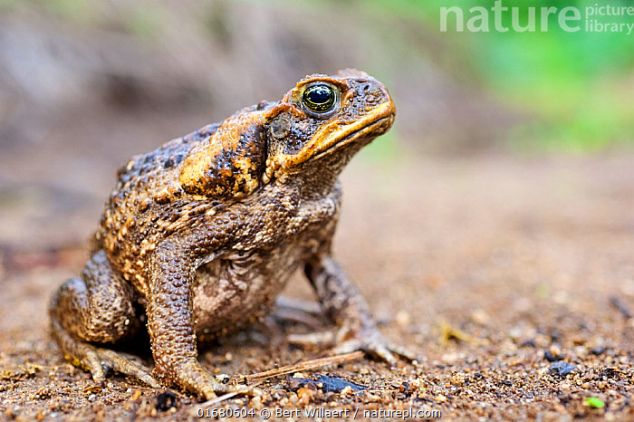 Stock photo of Cane toad (Rhinella / Bufo marinus), Invasive species ...