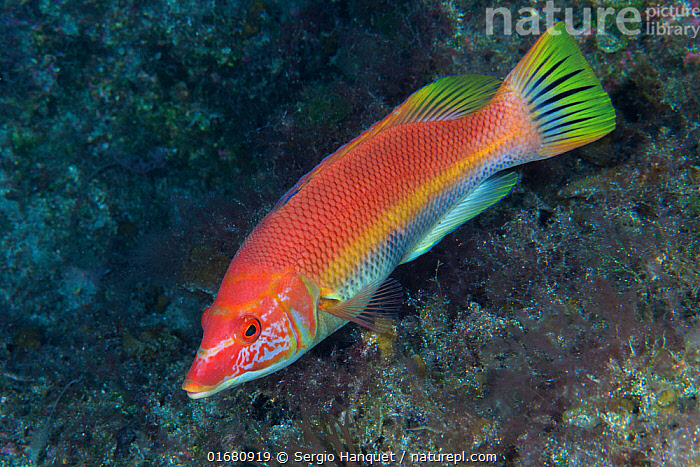 Stock photo of Red barred hogfish (Bodianus scrofa), female. This ...
