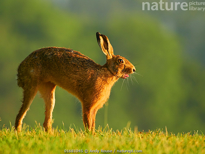 Stock photo of European Hare (Lepus europaeus) stretching in morning ...