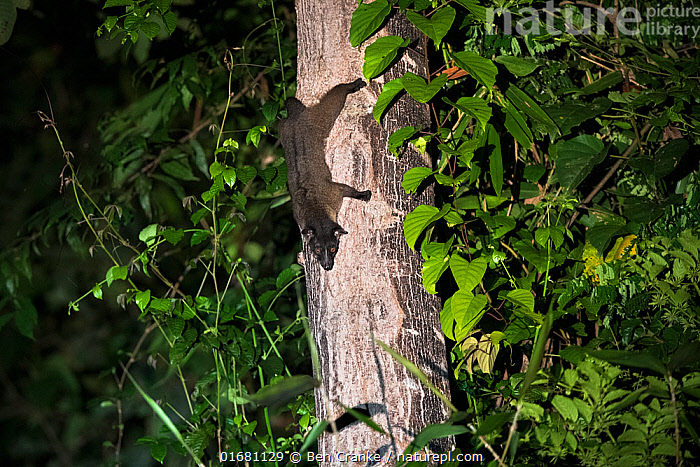 Stock photo of Small-toothed palm civet (Arctogalidia trivirgata ...