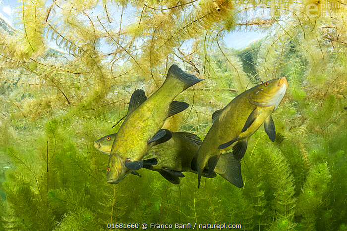 Stock photo of Tench (Tinca tinca) during spawning period amongst ...
