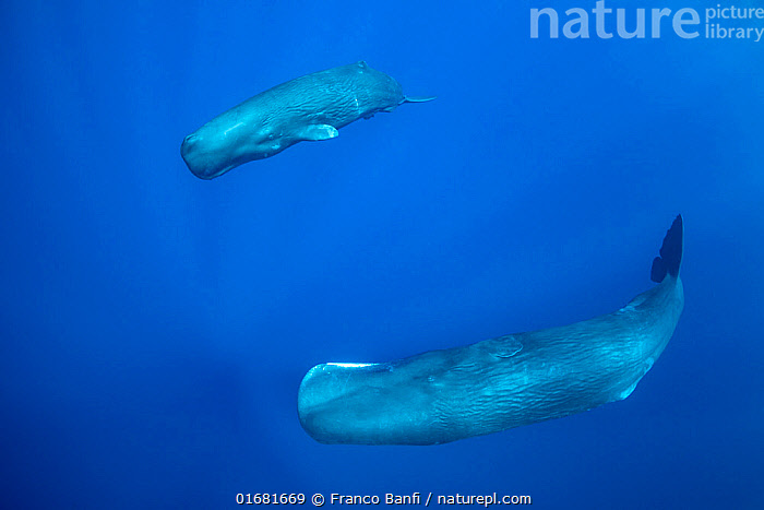 Stock photo of Sperm whale (Physeter macrocephalus) mother and calf, Dominica, Caribbean ...