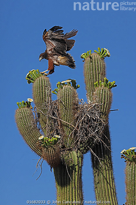 Stock photo of Harris hawk (Parabuteo unicinctus) juvenile in nest in ...