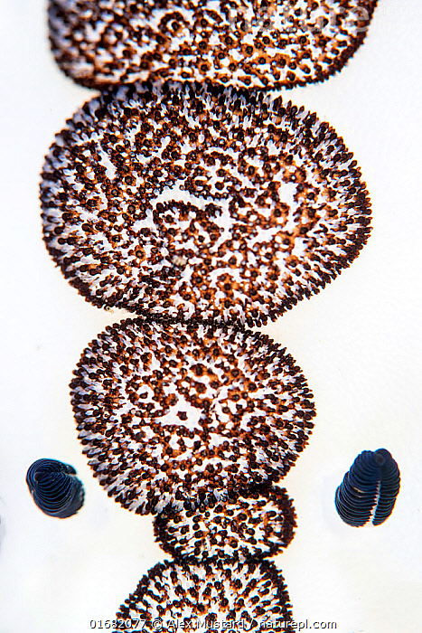 Stock photo of Detail of rhinophores and toxic lack markings on a ...