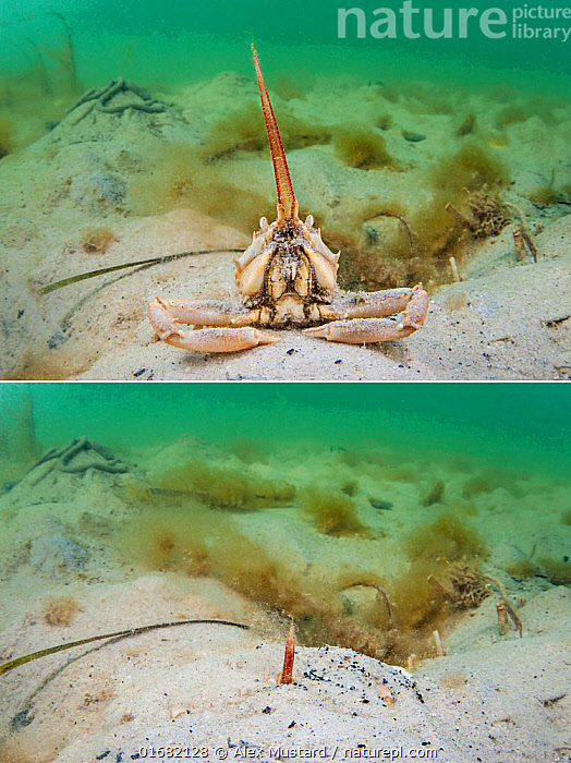 Stock photo of Two photos of a masked crab (Corystes cassivelaunus ...