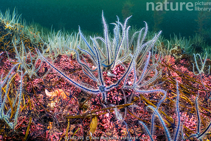 Stock photo of Bed of Hedgehog maerl / Pink coralline algae ...