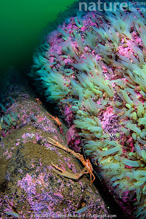 Stock photo of Group of Long clawed squat lobsters (Munida rugosa ...