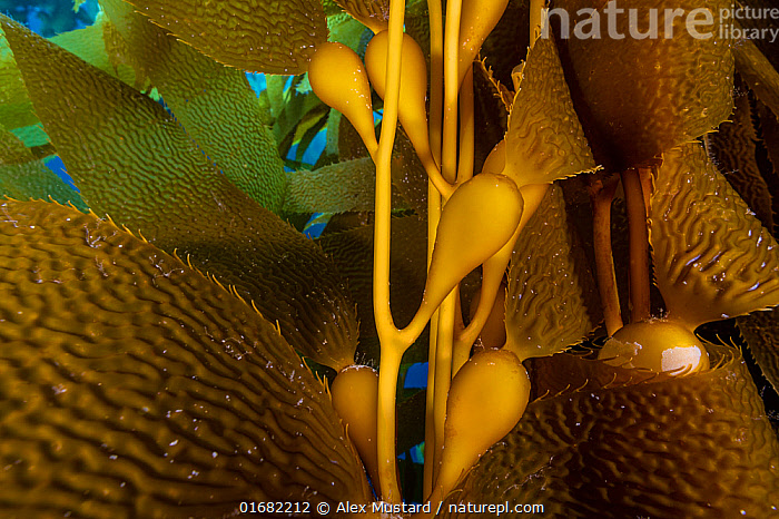 Stock photo of Air-filled bladders of Giant kelp (Macrocystis pyrifera ...
