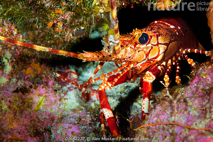 Coral Reef Lobster