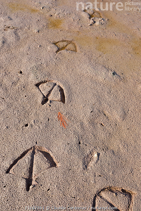 Stock photo of Caribbean flamingo (Phoenicopterus ruber) footprints on ...
