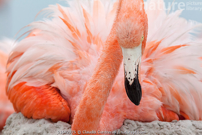 Stock photo of Caribbean flamingo (Phoenicopterus ruber) defending nest ...