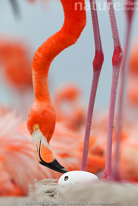 Stock photo of Caribbean flamingo (Phoenicopterus ruber) watching chick ...