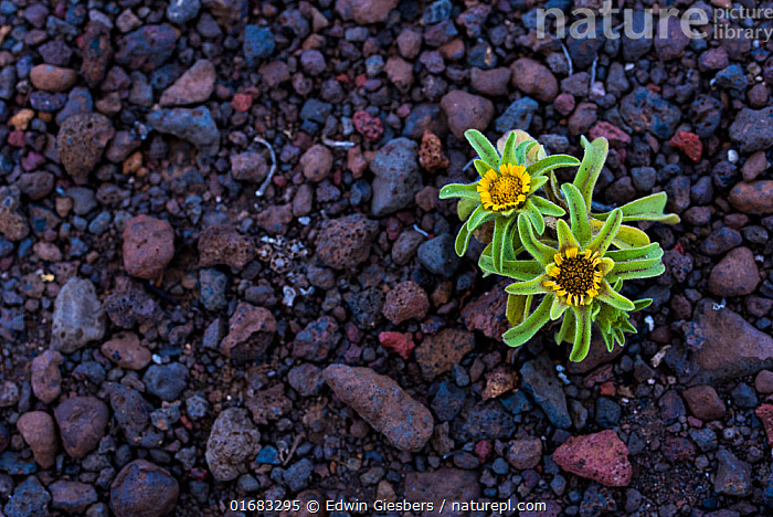 Stock photo of Aster flower (Asteriscus aquaticus) growing in lava ...