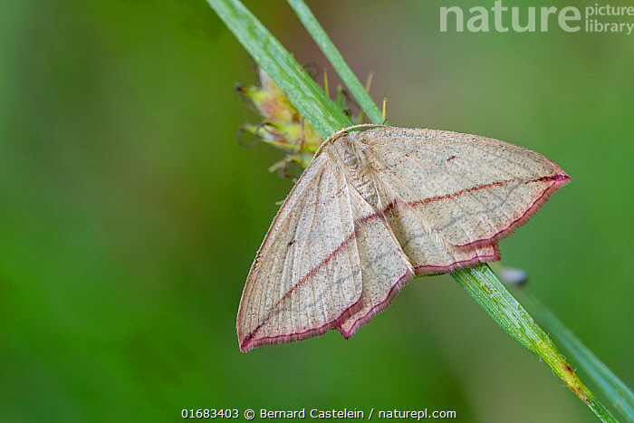 Stock photo of Blood-vein moth (Timandra griseata) resting on grass ...