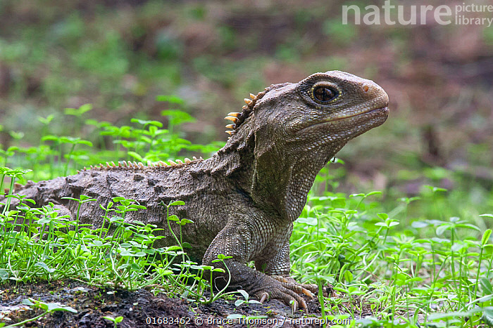 Stock photo of Tuatara (Sphenodon punctatus) portrait, the only ...