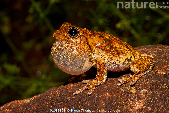 Perons Tree Frog