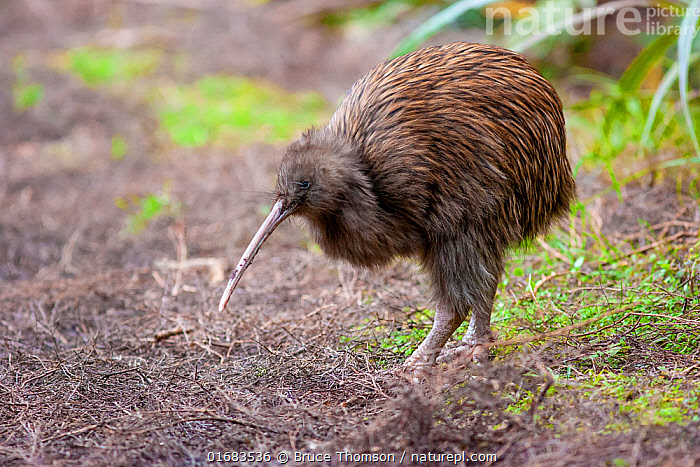 Stock photo of Southern brown kiwi (Apteryx australis) primative ...