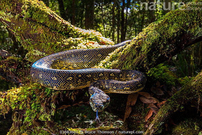 Stock photo of Diamond Python (Morelia spilota spilota) a subspecies of ...